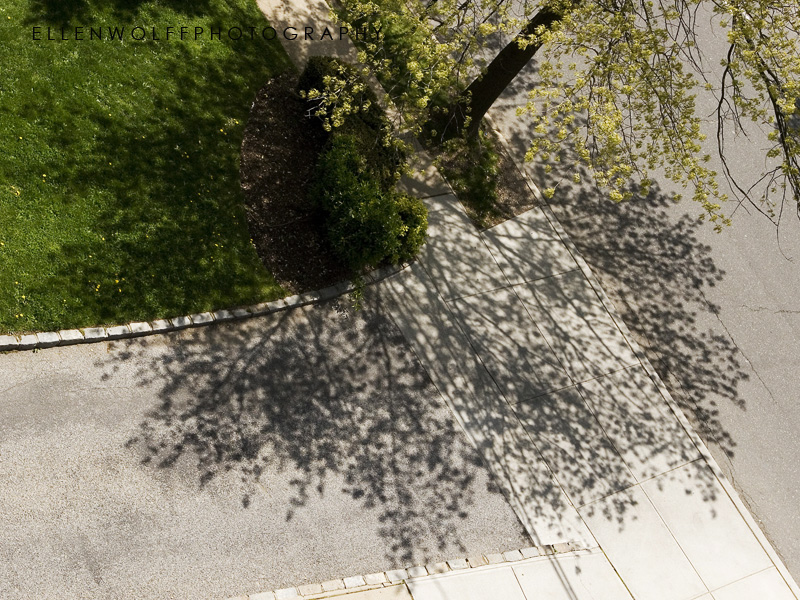 Ellen Wolff Photographer:Spring shadow - Ellen Wolff Photographer